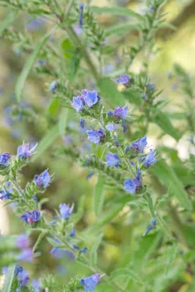 Anchusa - Perennial Power