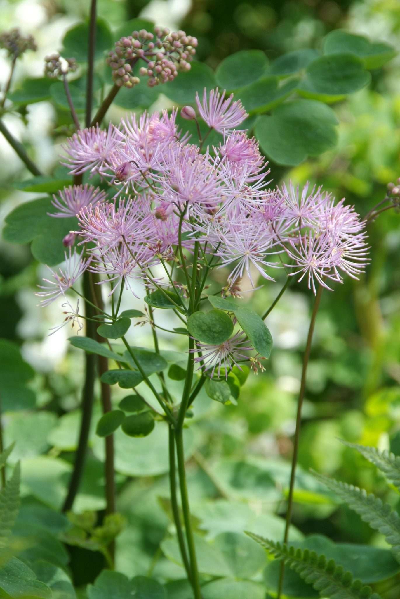 Thalictrum - Perennial Power